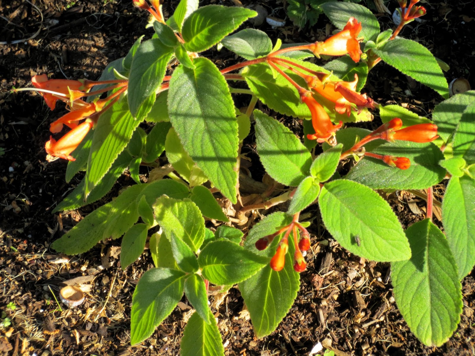 Late to the Garden Party: Bloom Day!