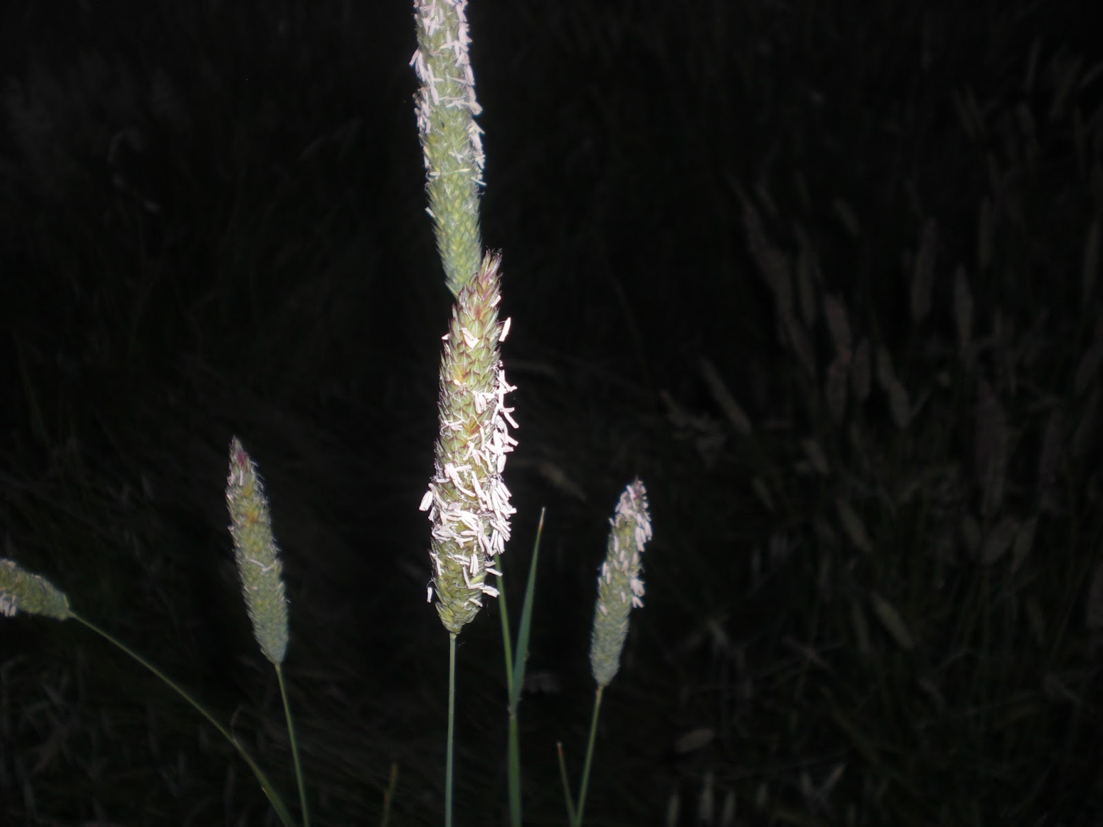 Perfumes y luces de Extremadura: Phalaris, graminia.