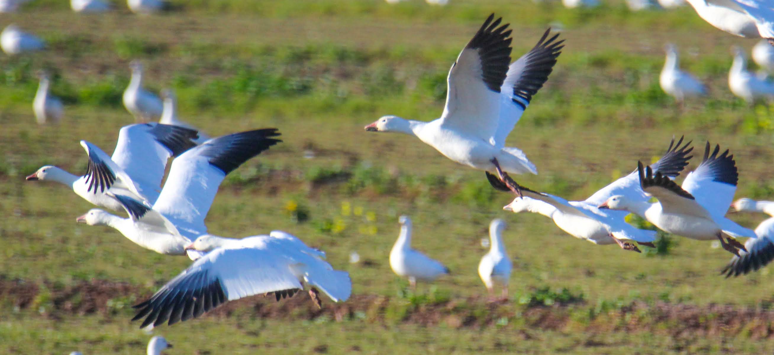 Cannundrums: Lesser Snow Goose