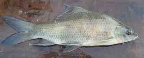 Sharker Agro & Fish Farm Ltd.: Our Product