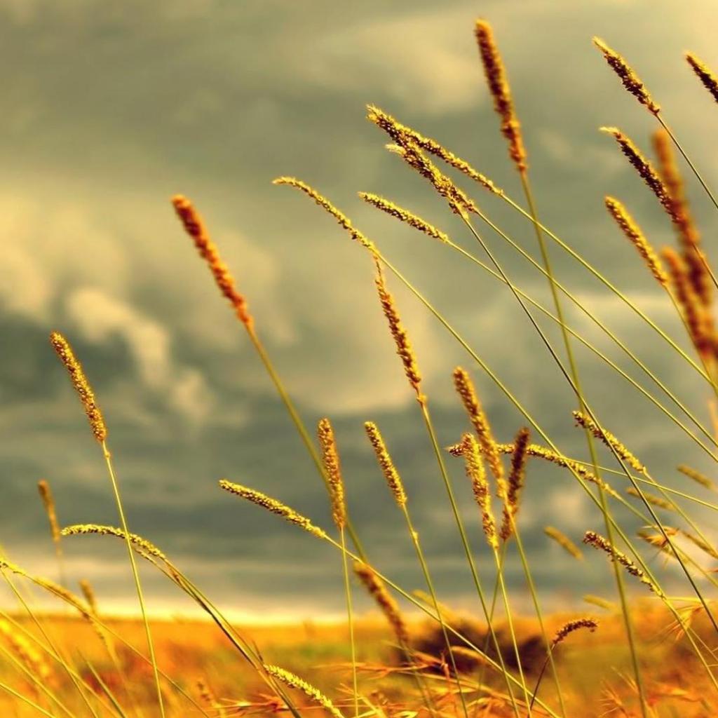 topwallpapernike: Gambar Wallpaper Ladang Gandum Terindah