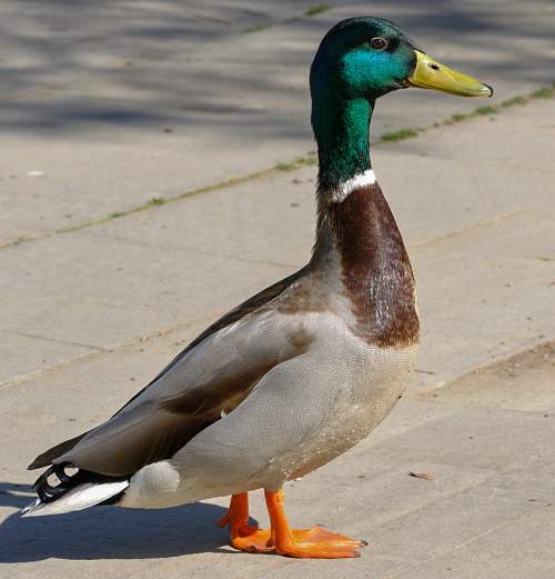 Mallard duck images | Birds of India | Bird World