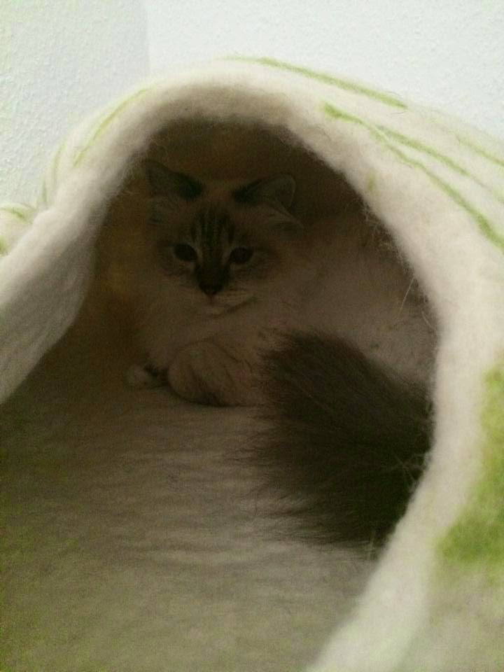 Dornröschen Filzunikate-Susanne Karg: Wieder mal...zufriedene ...