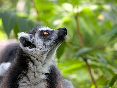 Lemurs | The Life of Animals