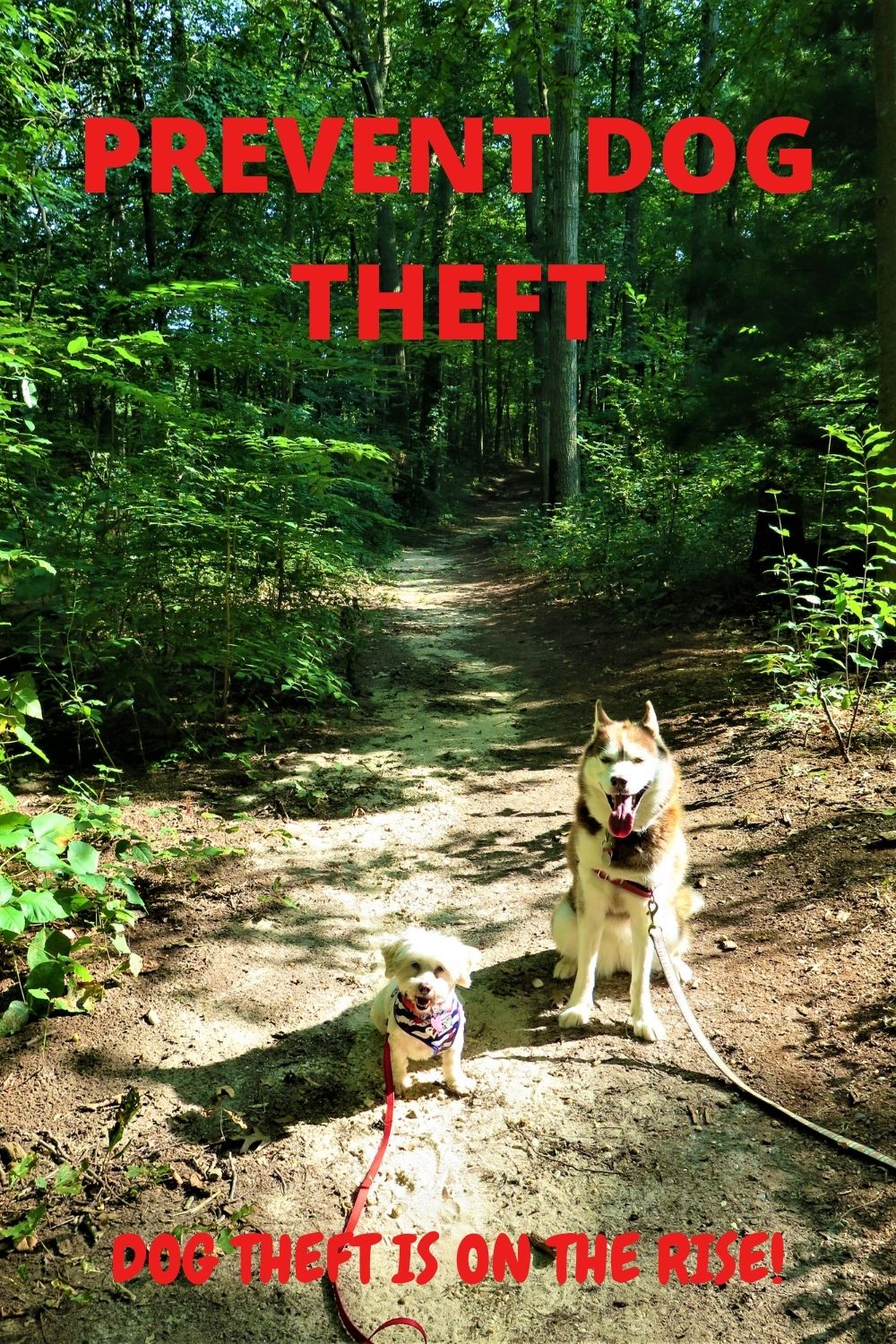 Dogs Luv Us and We Luv Them: TIPS ON HOW TO PREVENT DOG THEFT
