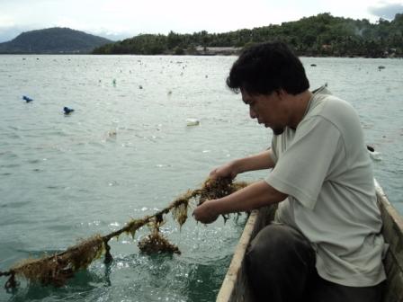 Foto-Foto Aktivitas Demplot Rumput Laut Kab. Bone - API BONE