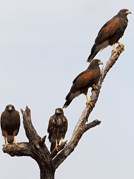 Ecobirder: Harris Hawk
