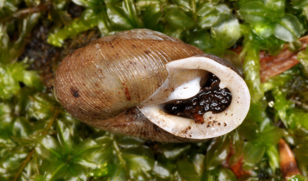 Land Snails and Slugs of Pennsylvania and New York: Instead of Looking ...