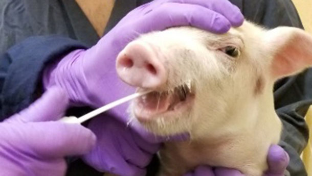 Researchers found new swine flu in pigs in China with human pandemic ...