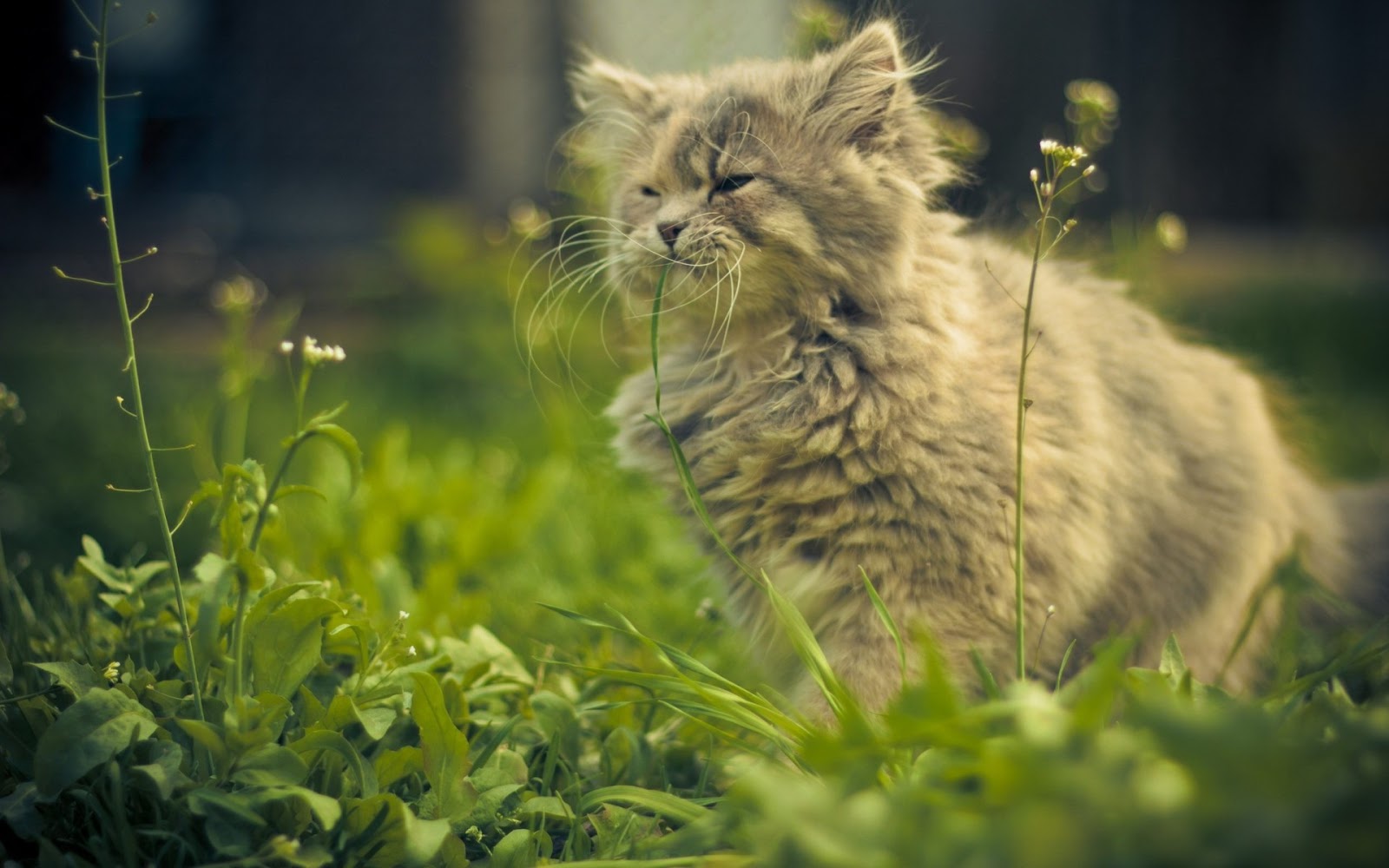 Cute Cat Wallpaper HD + For Android And Desktop