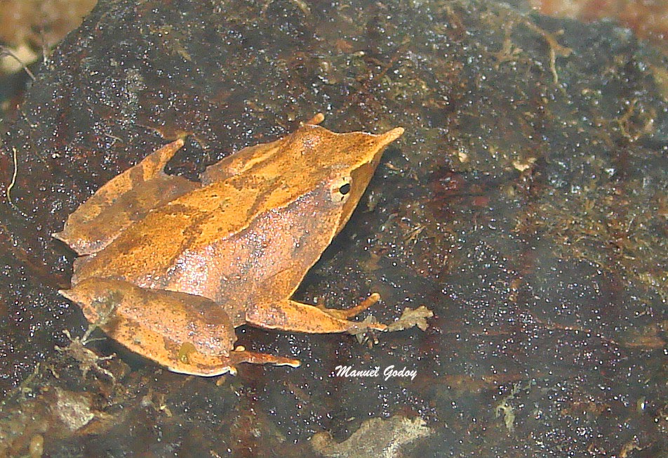 veterinaria - animal - Mendoza: Sapito vaquero, Rhinoderma darwinii ...