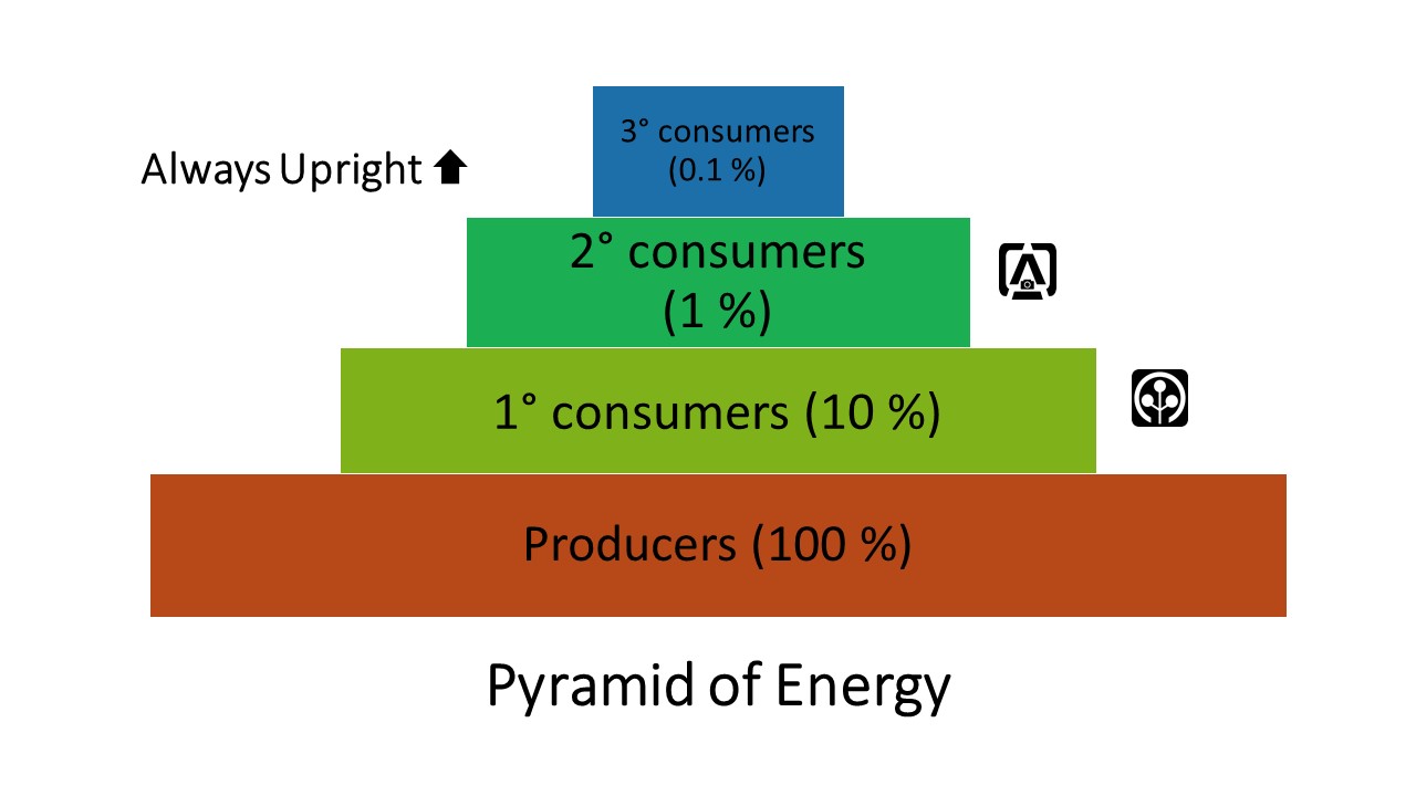 Ecological pyramid