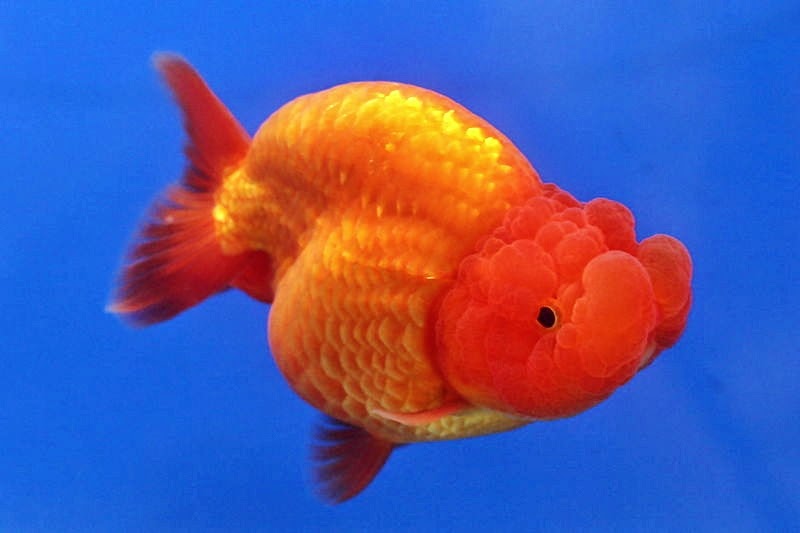 Tips Memilih Ikan Mas Koki Ranchu - Dunia Akuarium