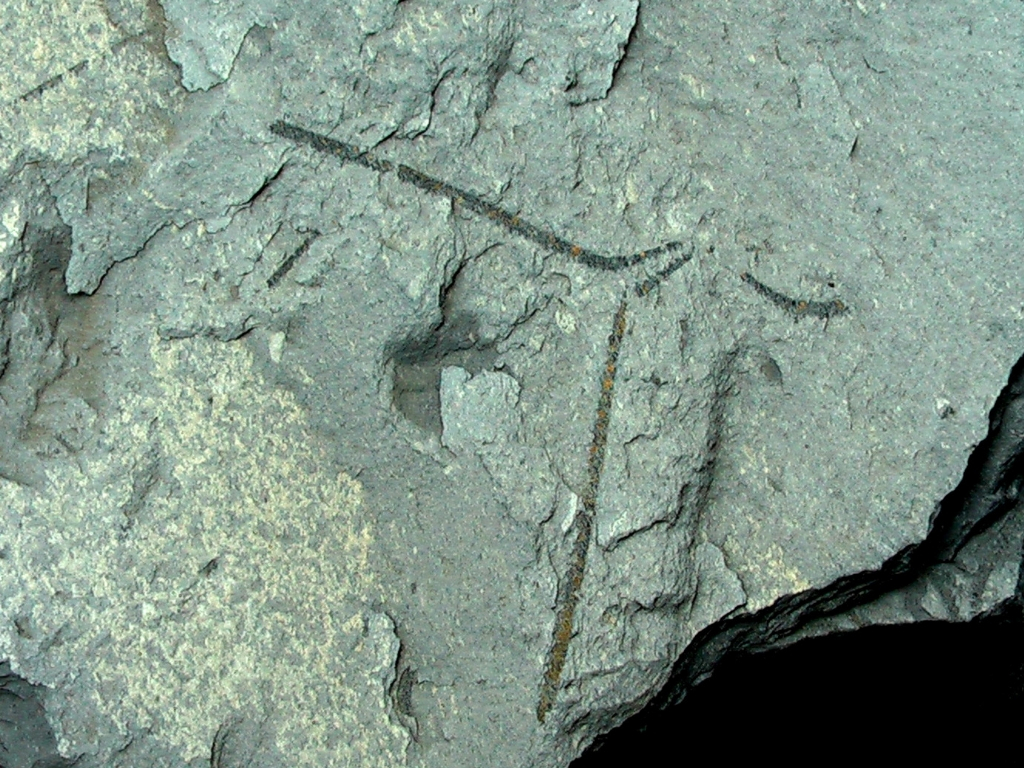 FOSSIL HUNTRESS: GRAPTOLITES