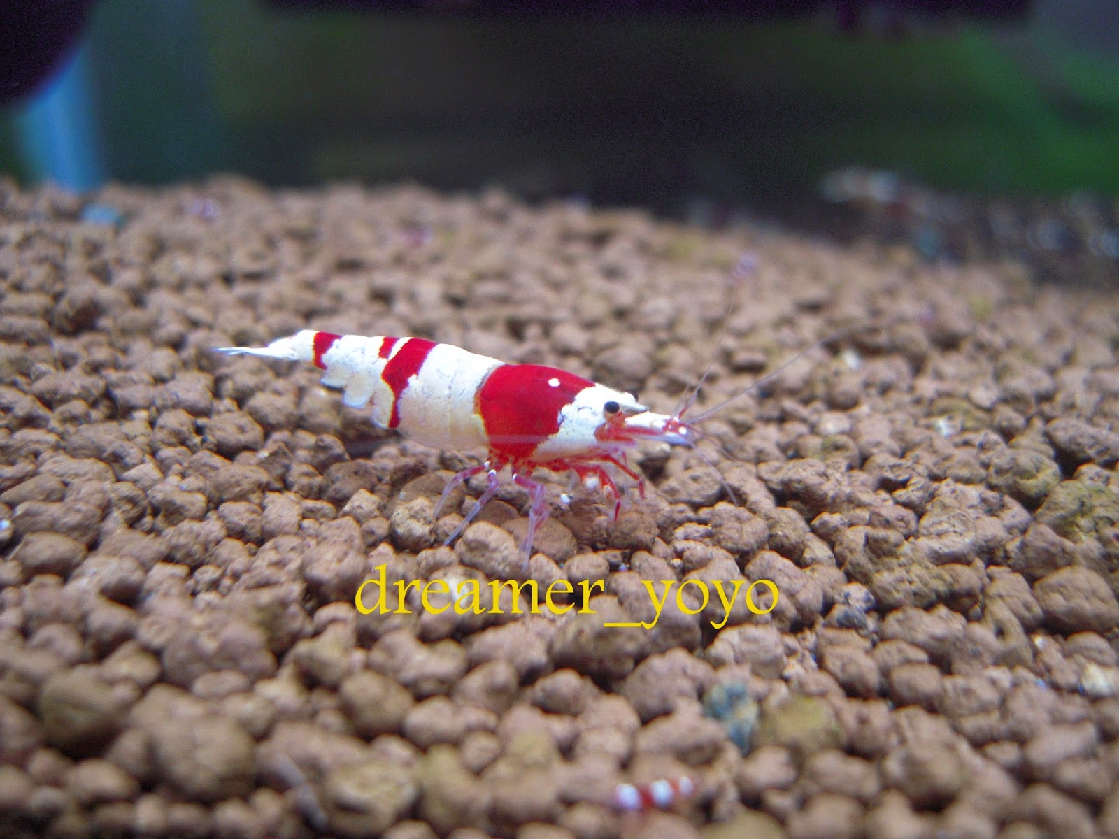 Crystal Red Shrimp: My "NO.1 Tank" 第一水槽 Pure Line Crystal Red Shrimp