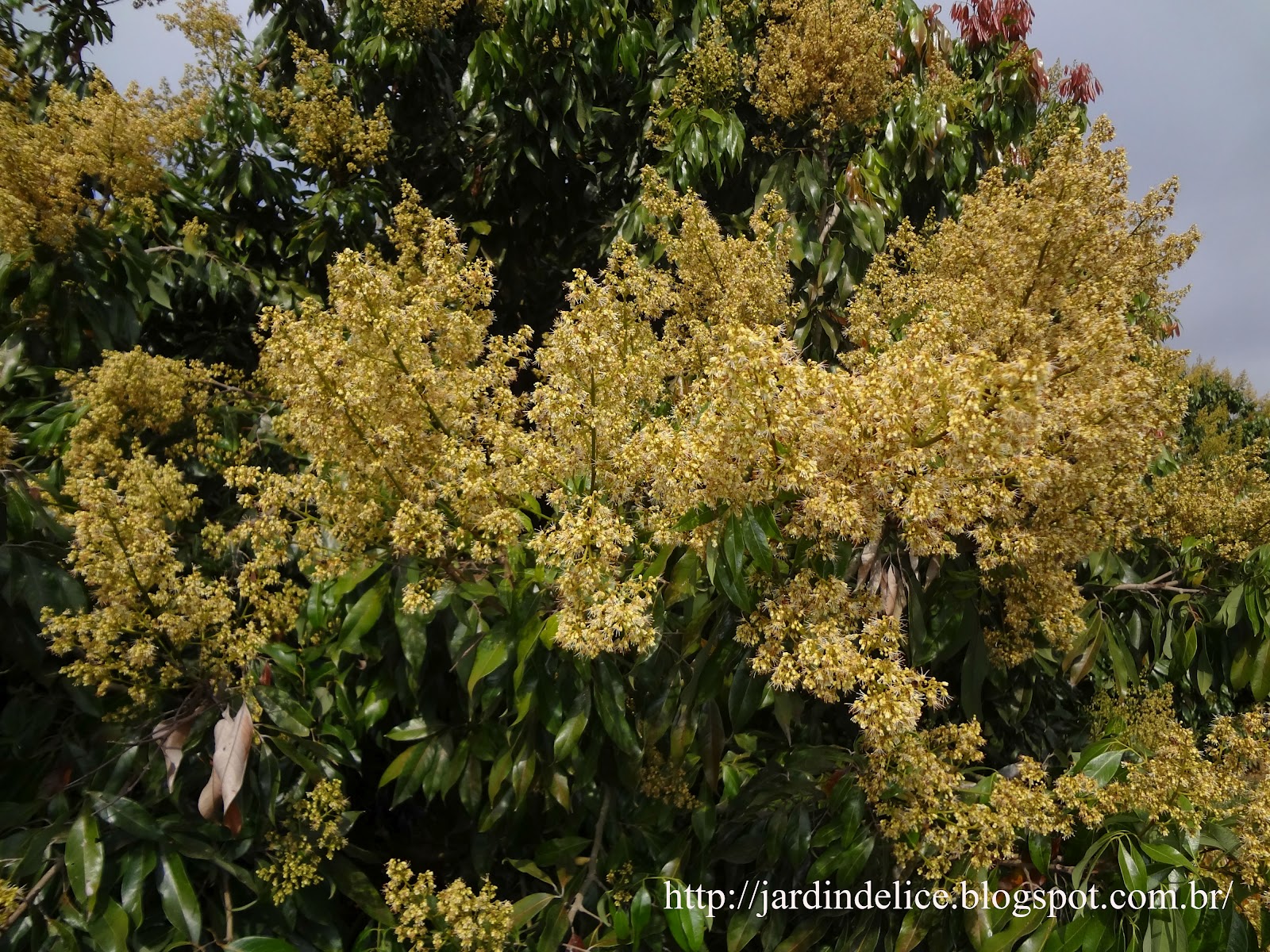 Jardin Delice: A floração da exótica lichia