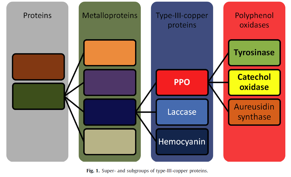 Copper Proteins & Succulents