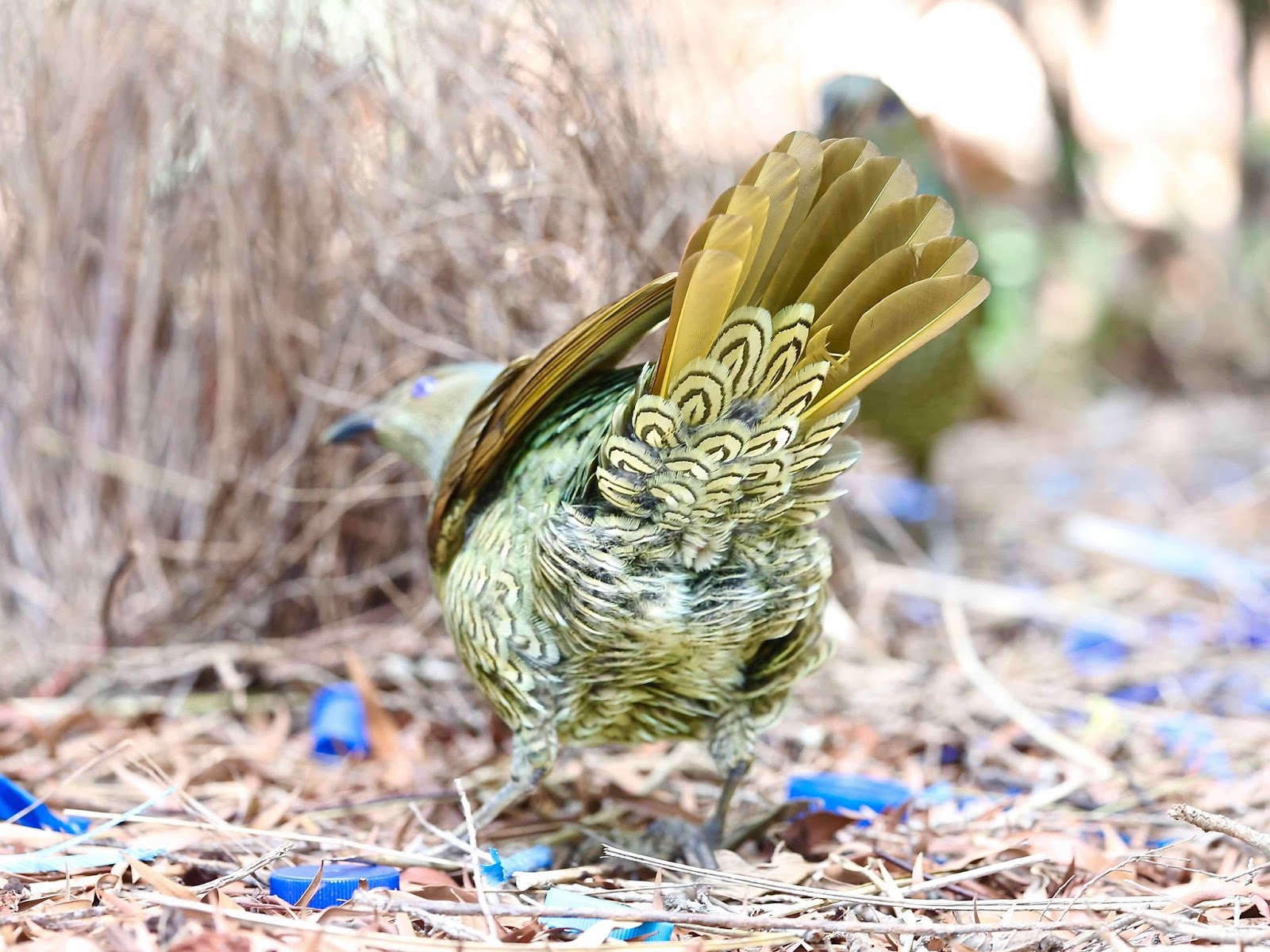 Avithera: Satin Bowerbirds