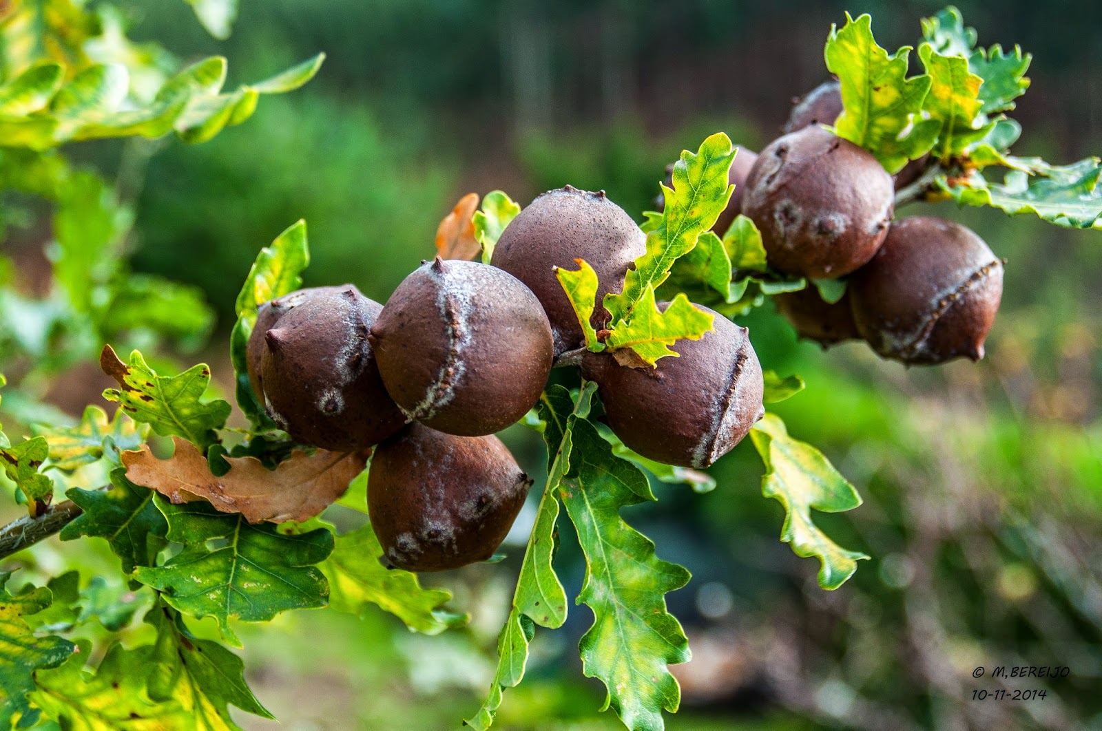 FAMILIA BEREIJO: noviembre 2014