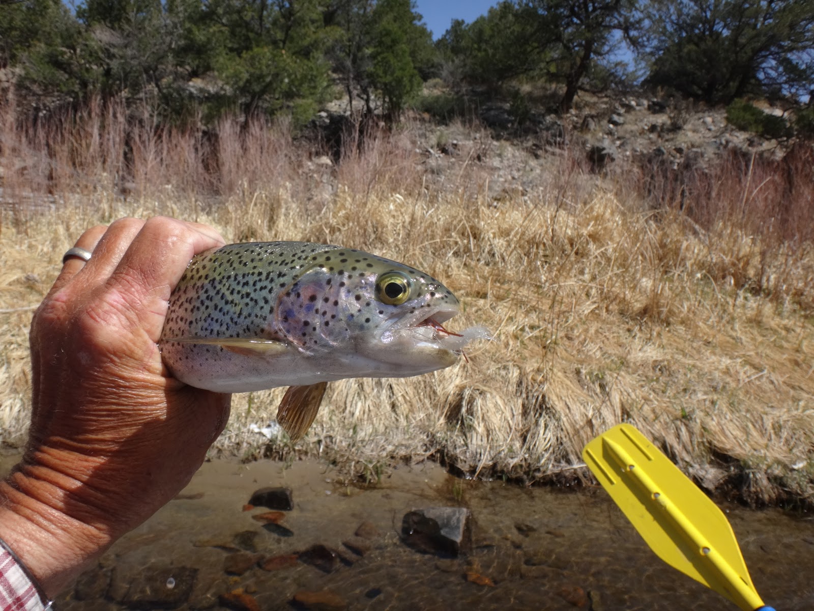 Fish Spotter: More Bugs