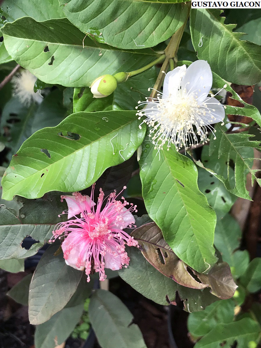 Viveiro Ciprest - Plantas Nativas e Exóticas: Goiaba Roxa de Folhas ...