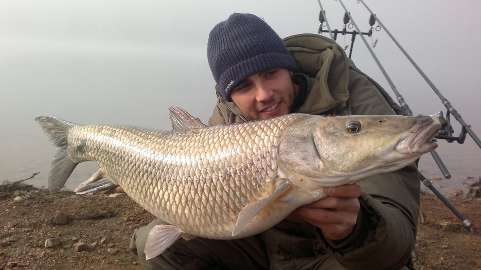 Big Fishes Of The World BARBEL COMIZO Barbus Steindachner big-fishes-of-the-world-barbel-comizo-barbus-steindachner