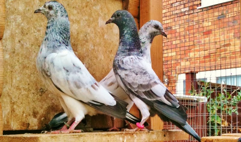 Pigeons Pairs | Beautiful Tipplers Pairs ~ Pigeons Photos | Pigeons ...
