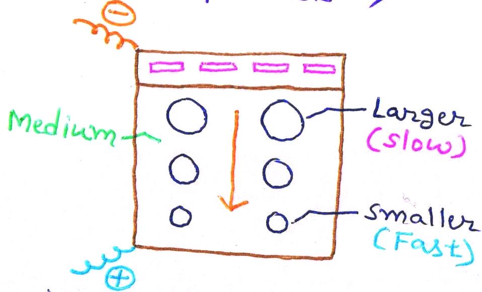 Varietal Identification through Grow Out Test and Electrophoresis ...