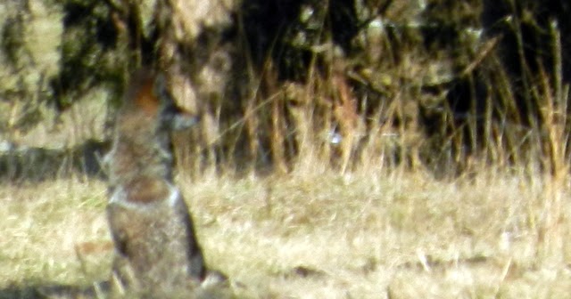 Blue Country Magic: The Coyote