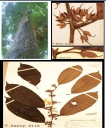 PAYENA ACUMINATA (Blume) Pierre - Segala Sesuatu Terkait Biologi