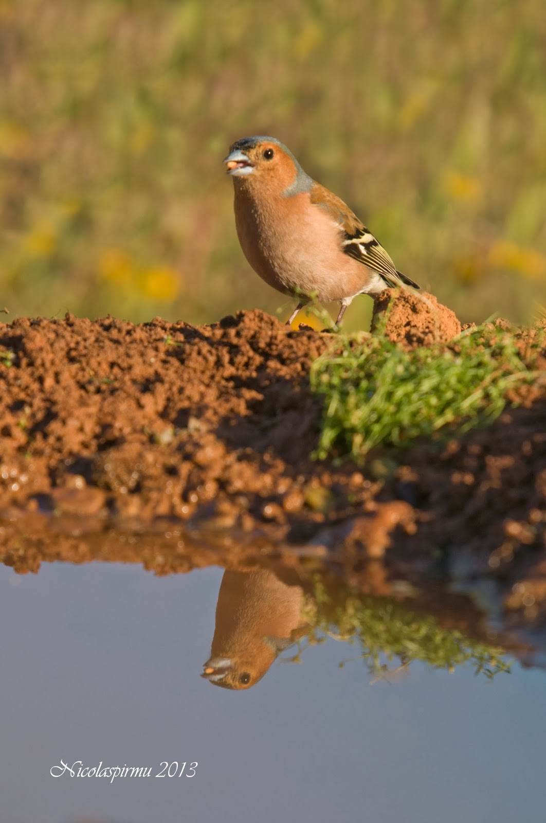 ALADOS_EXTREMADURA_NATURAL: PINZÓN COMÚN O VULGAR