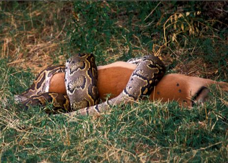 News Dumper: Snakes Consuming Large Animals