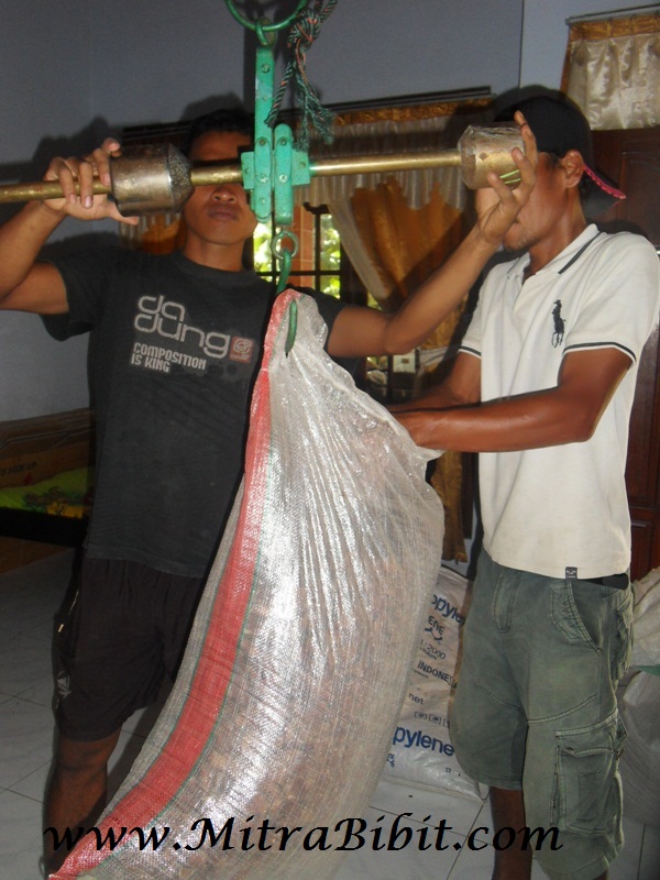 CV. Mitra Bibit: Proses Pengepakan dan Pengiriman Biji Mahoni
