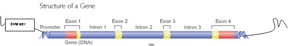 Biochemistry: BCHM323 Gene Structure