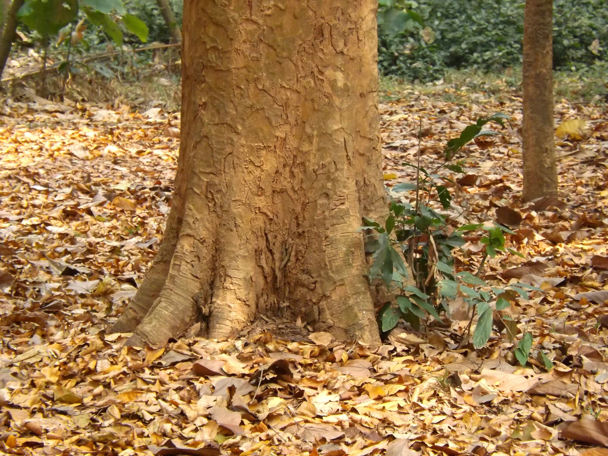 Lohakath or Burma Ironwood, Xylia xylocarpa