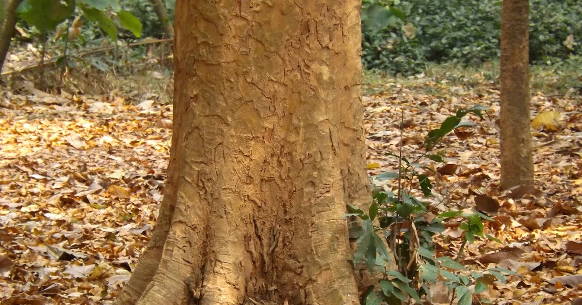 Lohakath or Burma Ironwood, Xylia xylocarpa