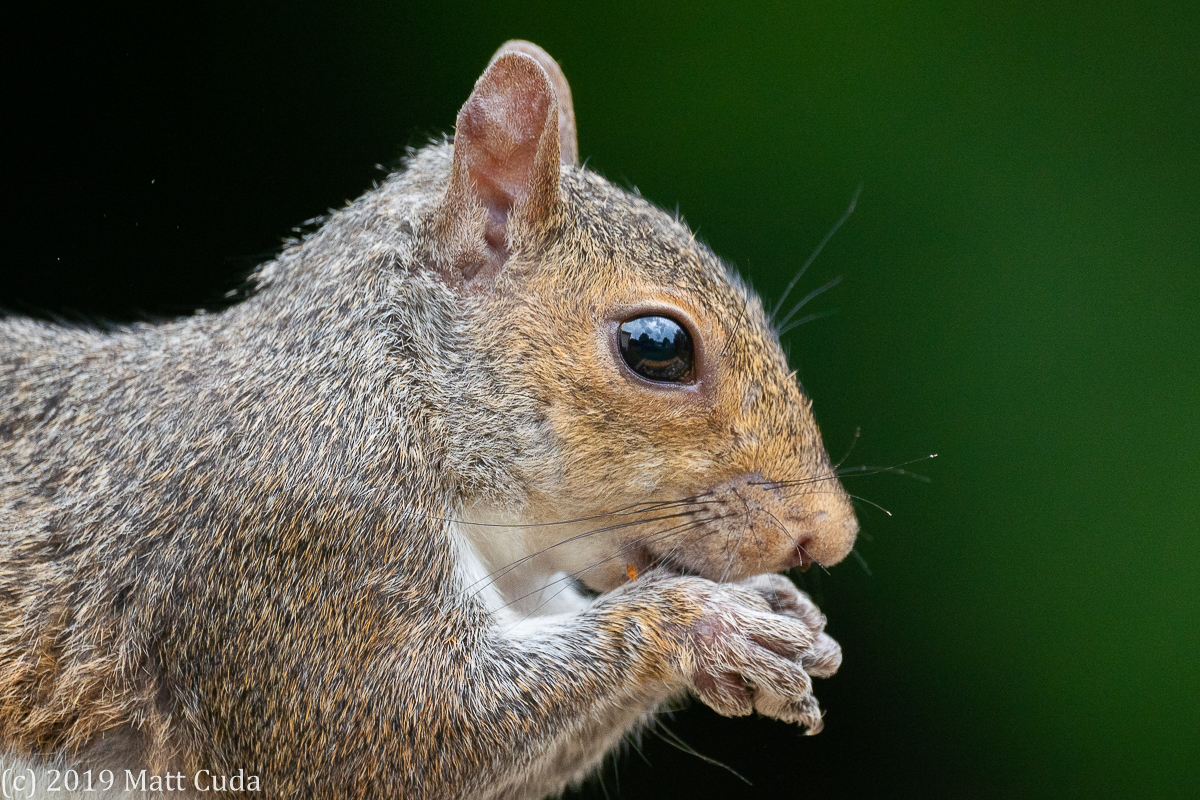 Sony A7 III - Sigma 150-600 C - MC-11 Review (Part I) | Matt Cuda ...