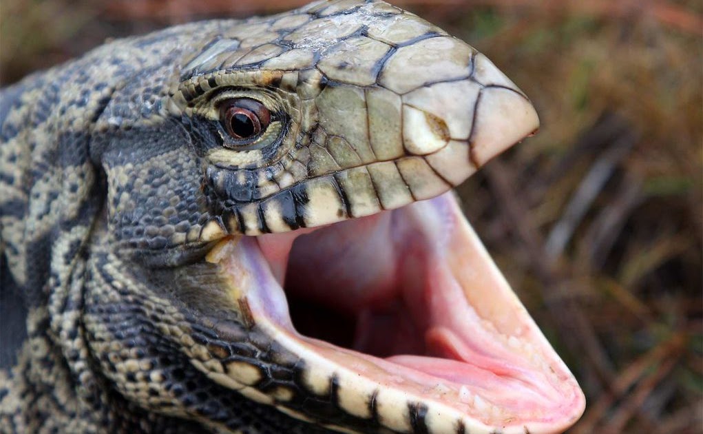 Terrierman's Daily Dose: Giant Four Foot Lizards Marching North?