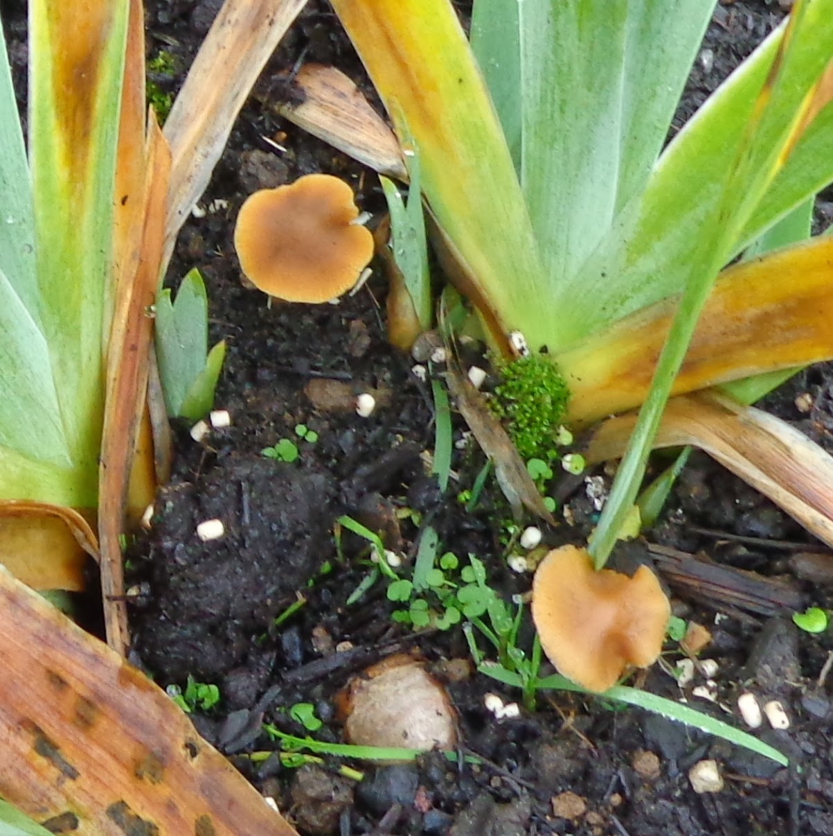 Daniel's Pacific NW Garden: Bearded Iris Raised Beds