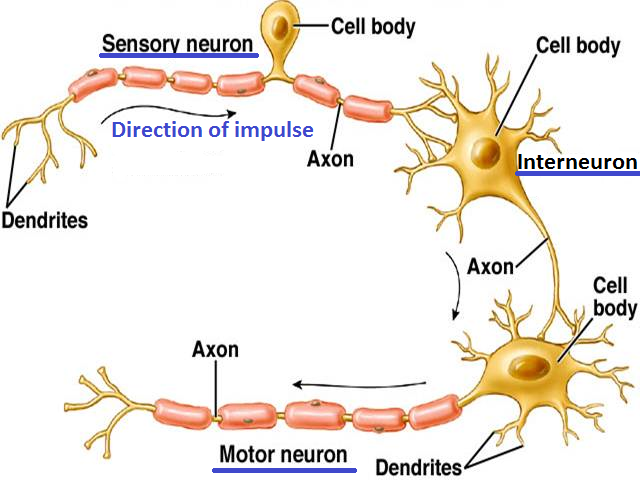 BIOLOGY is to serve mankind...: 2.10 COORDINATION