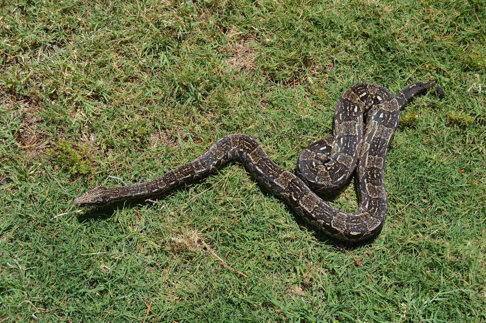 Colossal Constrictors