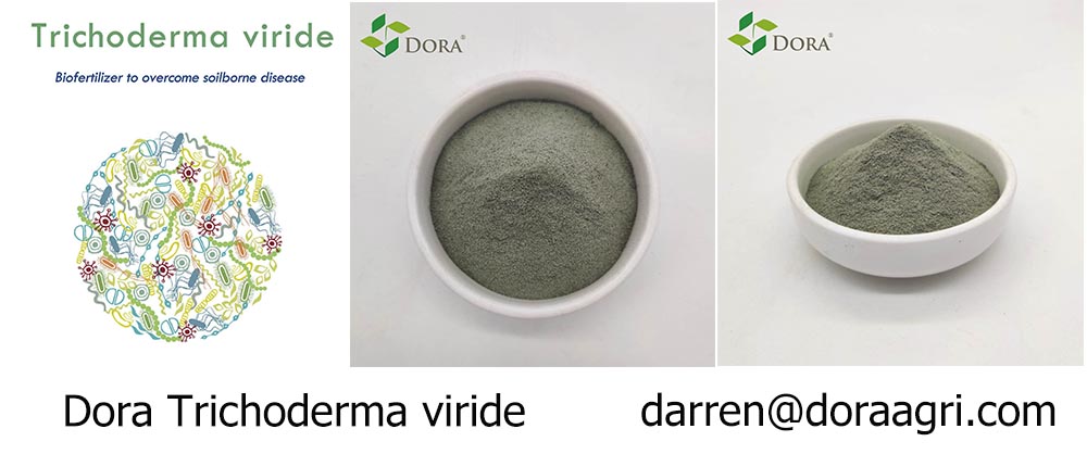 Trichoderma Viride Biopesticide Application in Agriculture