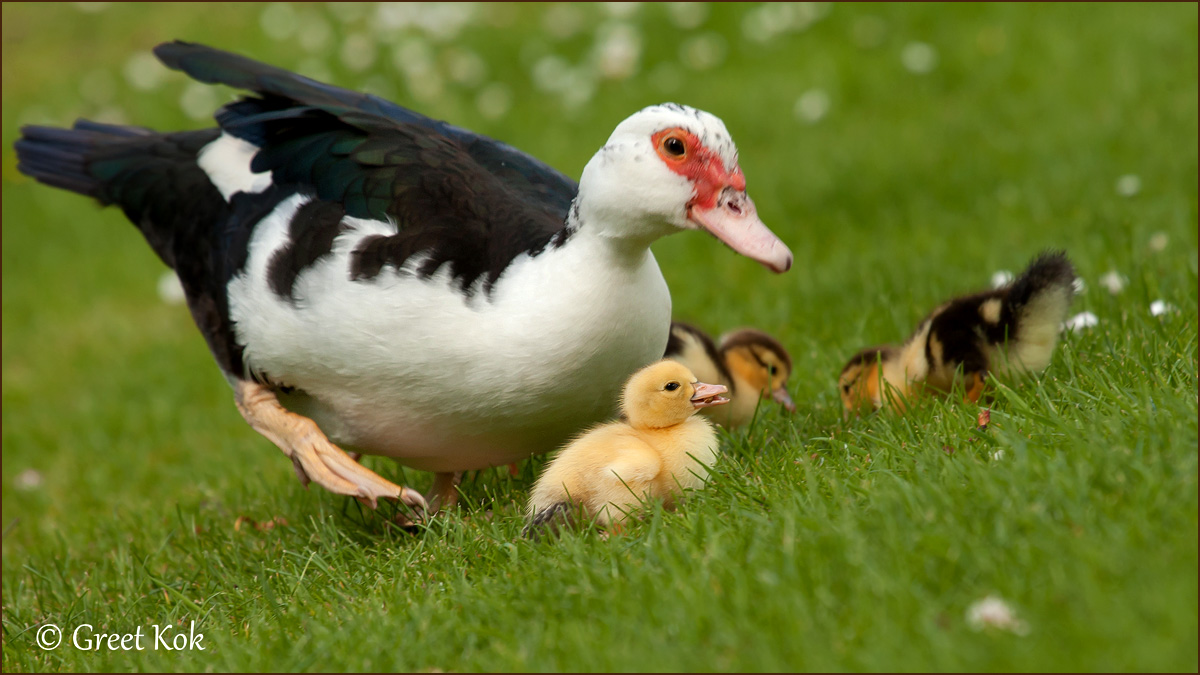 Foto`s van Greet: Muskuseendjes