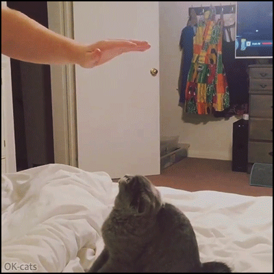 Kitten High Five Gif