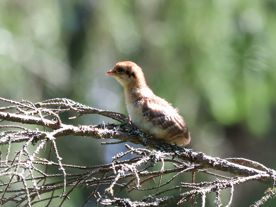 Kyllä ne siivet jo kantaa