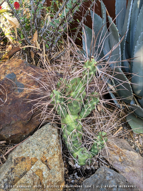 Look at the spines on these cacti!