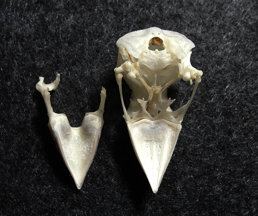 Bones 'n Nature: Bird Beaks