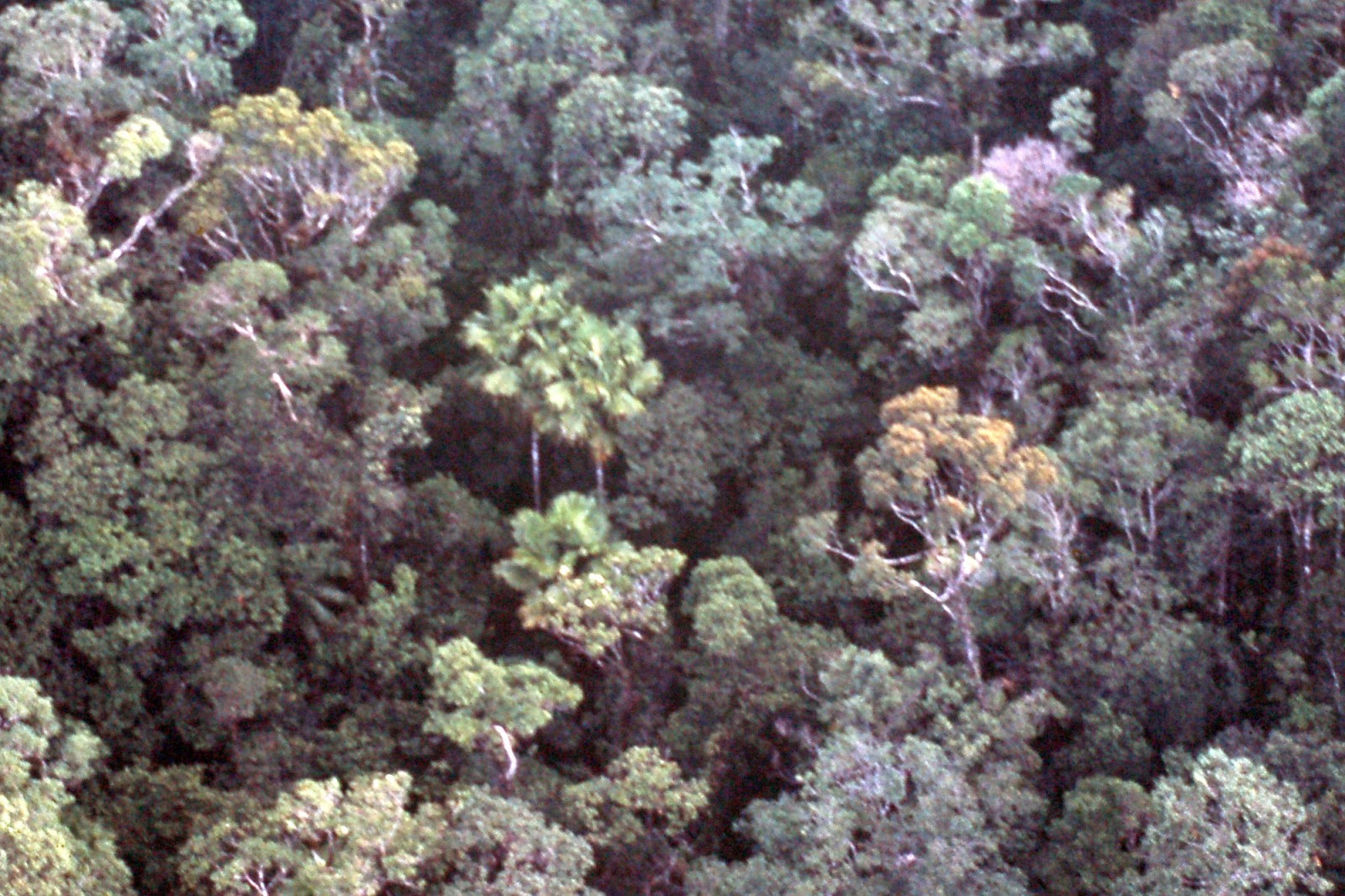 I Brake for Wildflowers!: Papua New Guinea 5. To the Frieda River