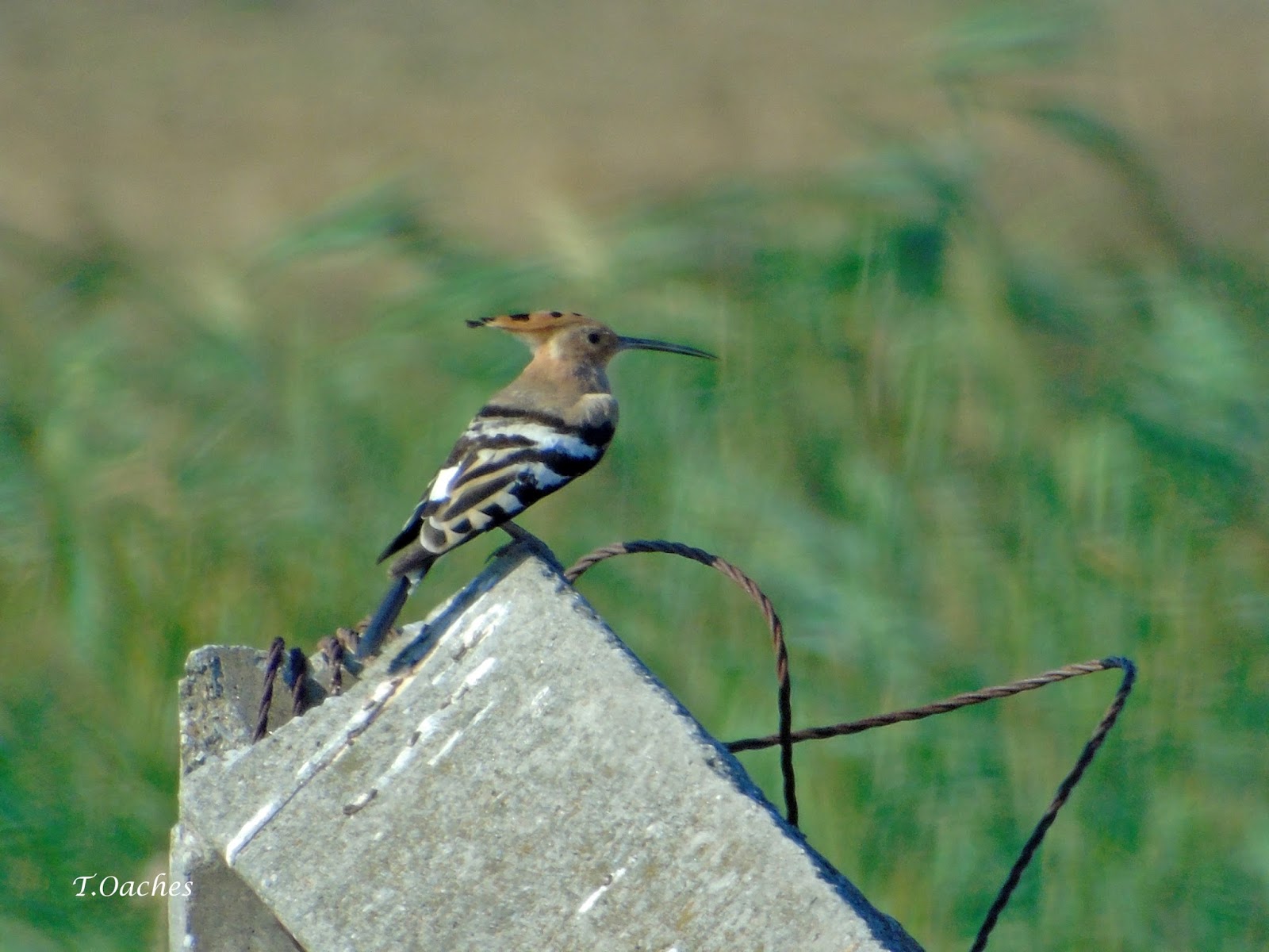 PASARI DIN ROMANIA: PUPAZA, Upupa epops