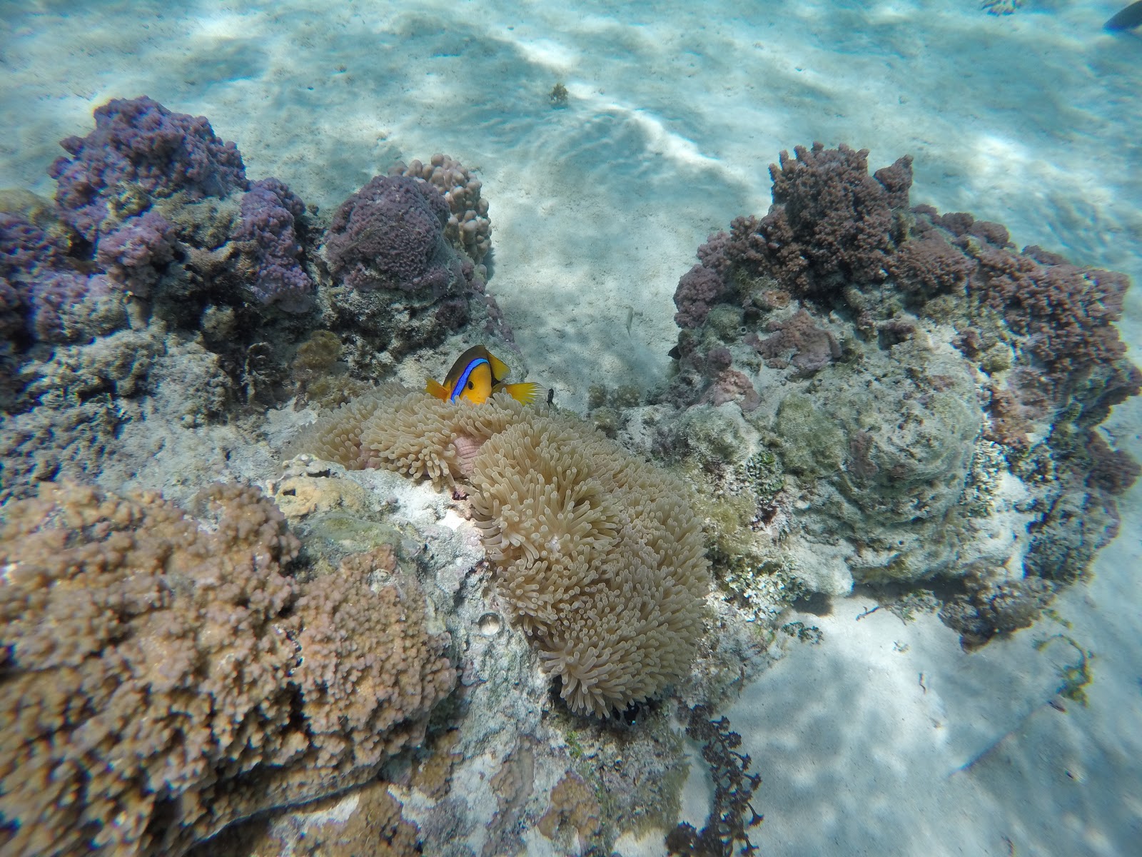 Everett Comstock: Kon-Tiki Explorer - Moorea & Tahiti, French Polynesia